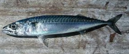 SUP Fishing in the UK - Start Up Basics | SUPboarder Magazine